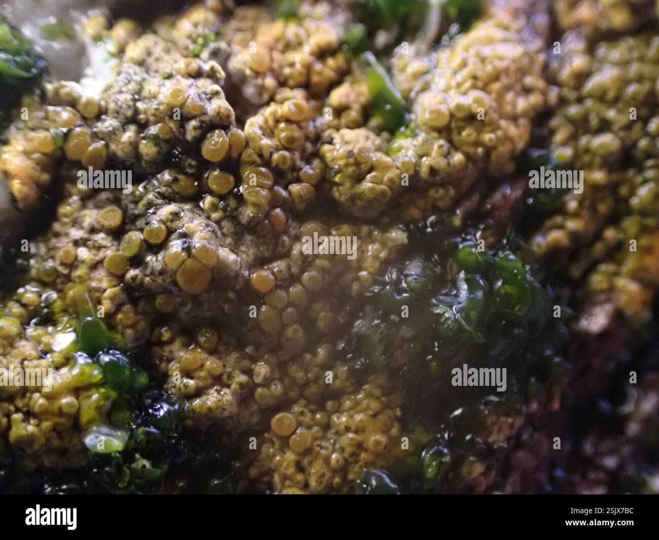 common lichens (Lecanoromycetes), Fungi, Capital, BC, Canada, In the ...