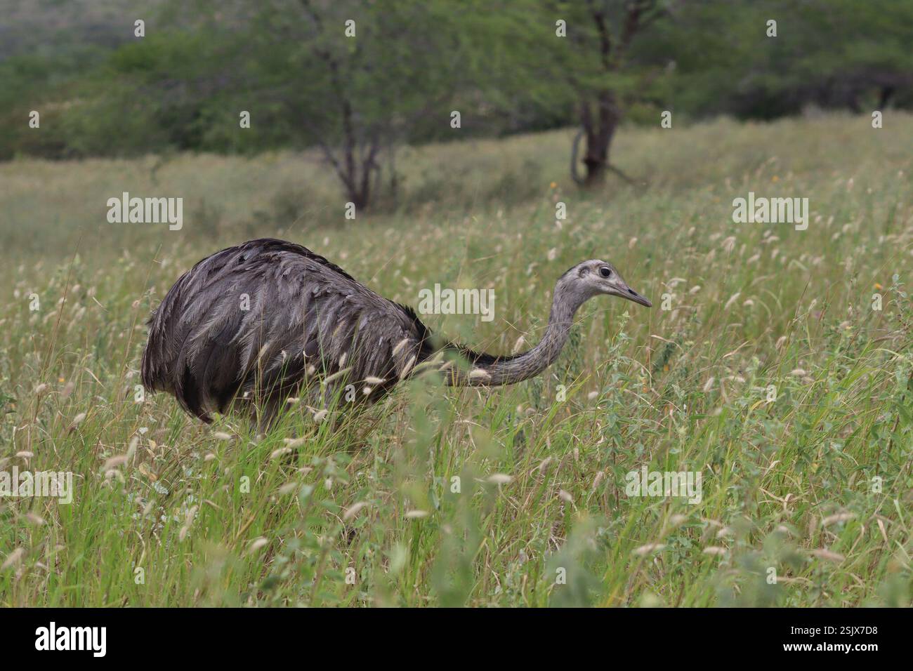 Greater Rhea (Rhea americana), Aves, Fazenda Carnaúba - Área Total ...