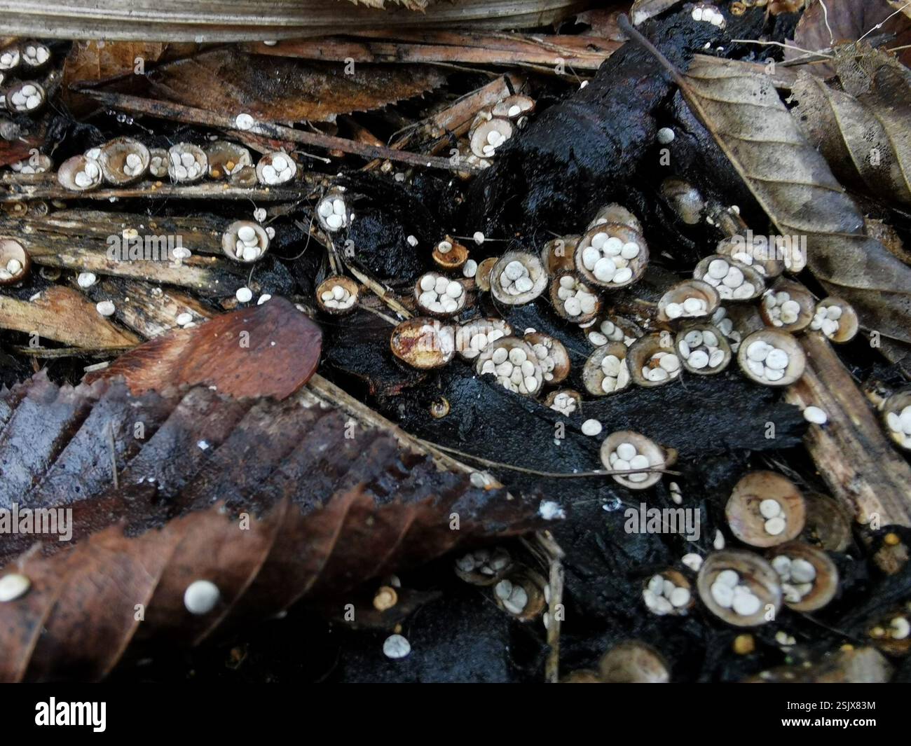 common bird's nest fungus (Crucibulum laeve), Fungi, Crawford House ...