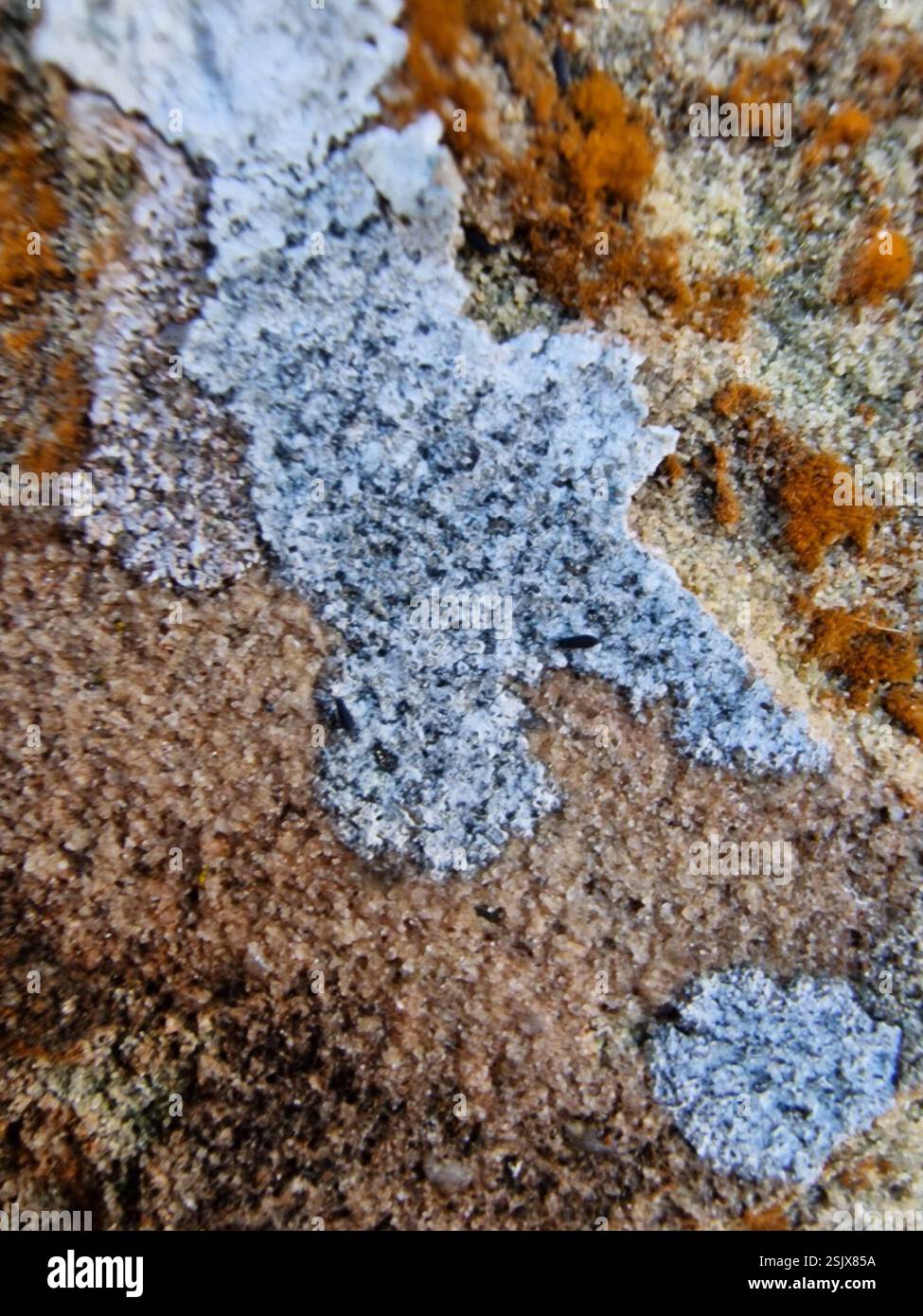 (Porpidia soredizodes), Fungi, Roslin EH25 9PX, UK Stock Photo - Alamy