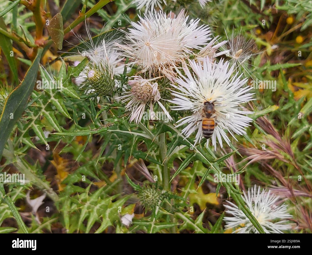 Western Honey Bee (Apis mellifera), Insecta, X9W7+6QG, Mellieħa, Malta ...