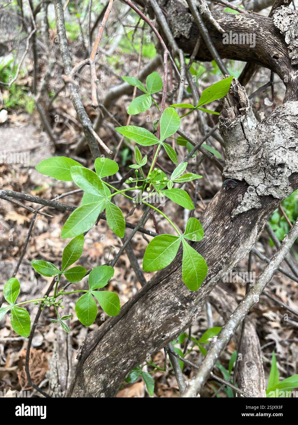 common hoptree (Ptelea trifoliata), Plantae, Killeen, TX, US Stock ...
