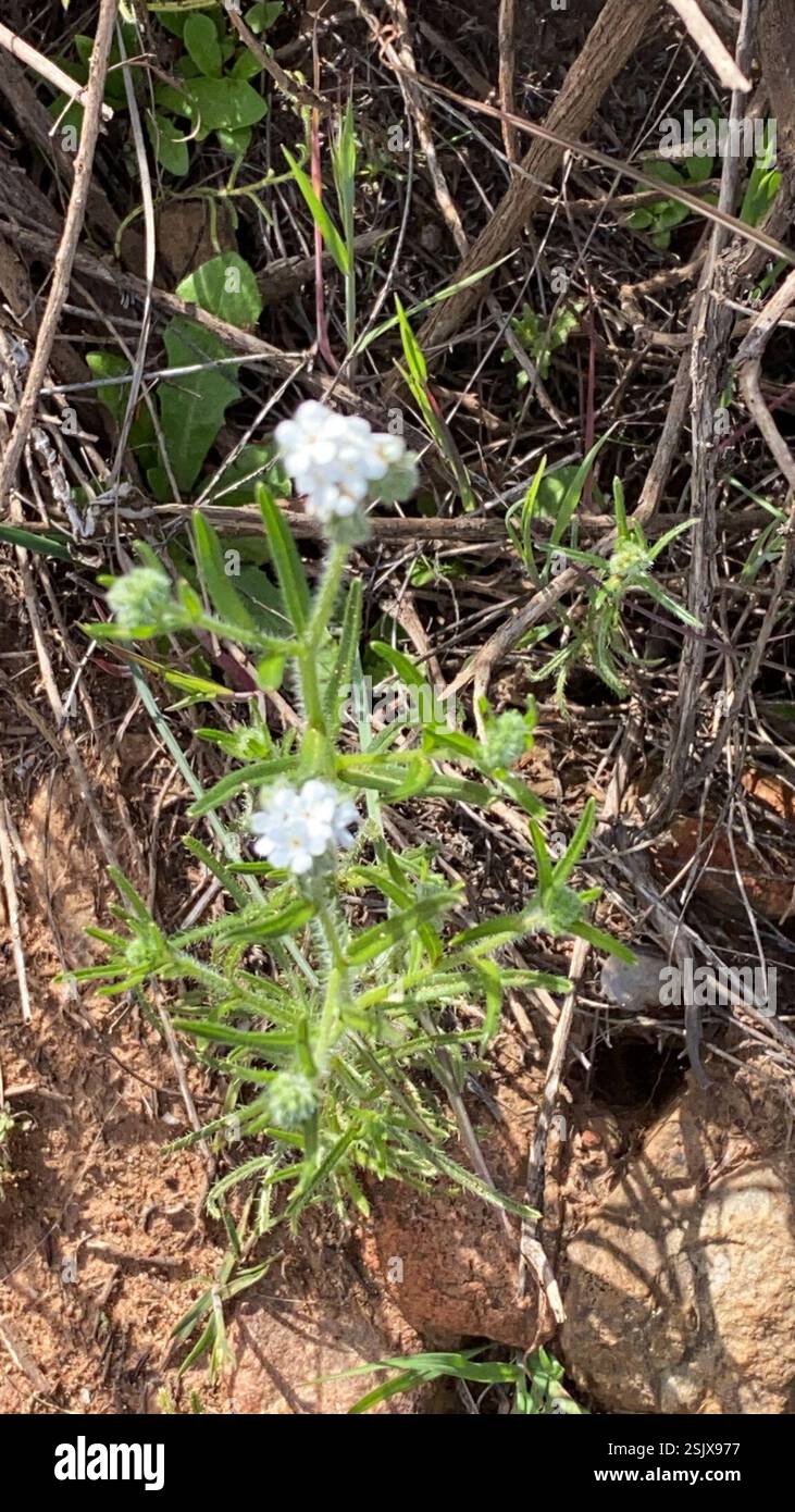 Clearwater cryptantha (Cryptantha intermedia), Plantae, San Diego Stock ...