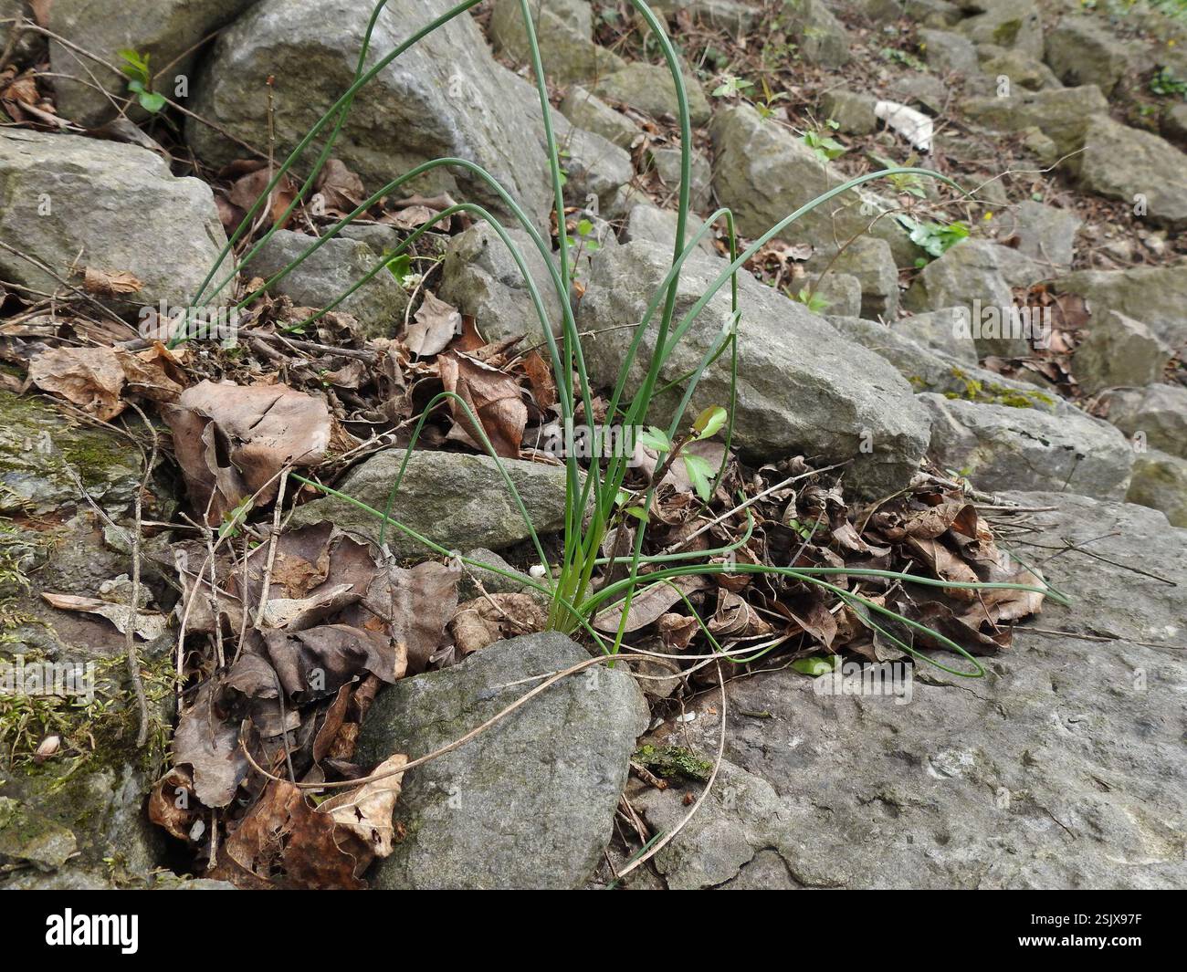 wild garlic (Allium vineale), Plantae, Ohio, US Stock Photo - Alamy