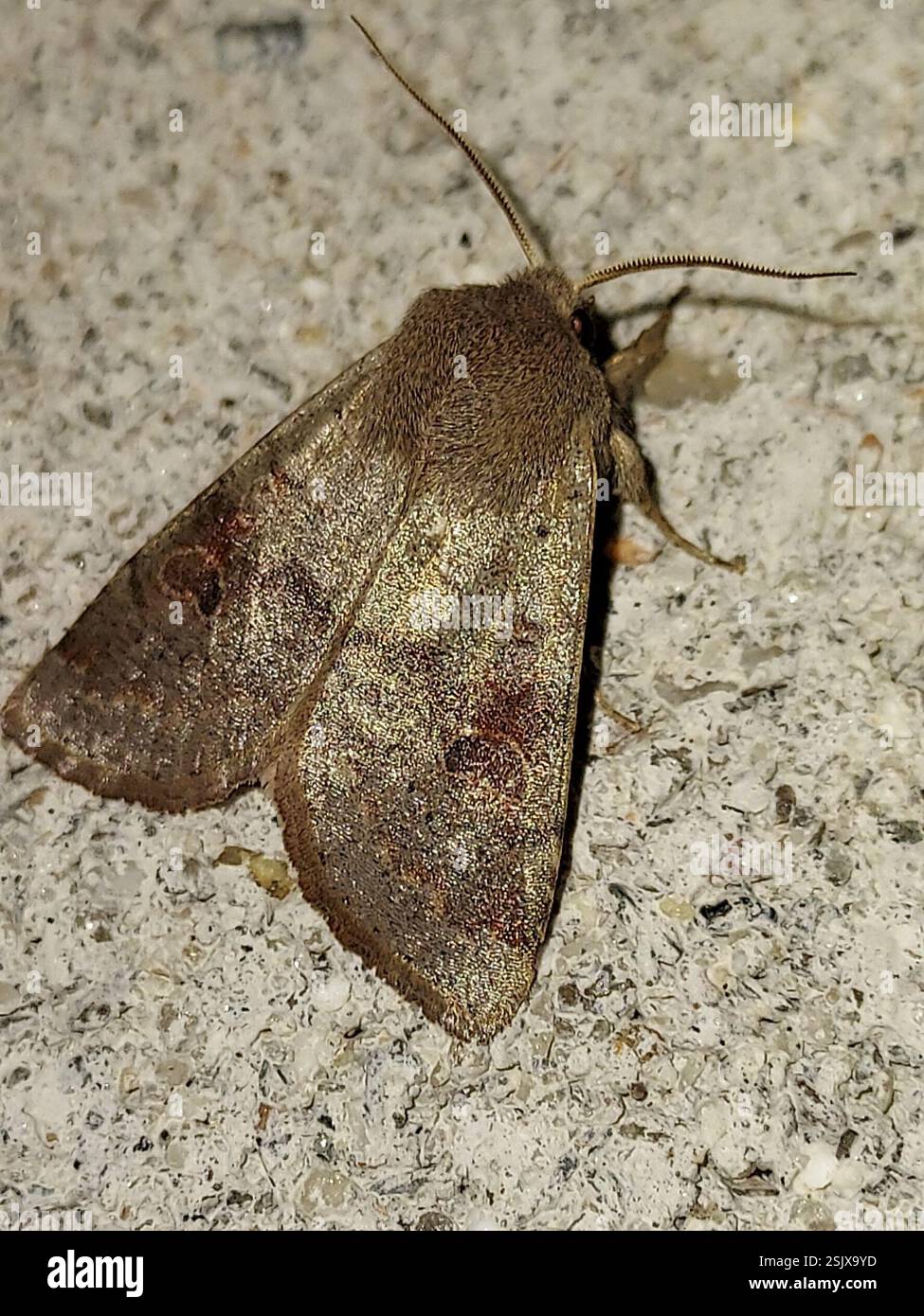 Speckled Green Fruitworm Moth (Orthosia hibisci), Insecta, Sutherland ...