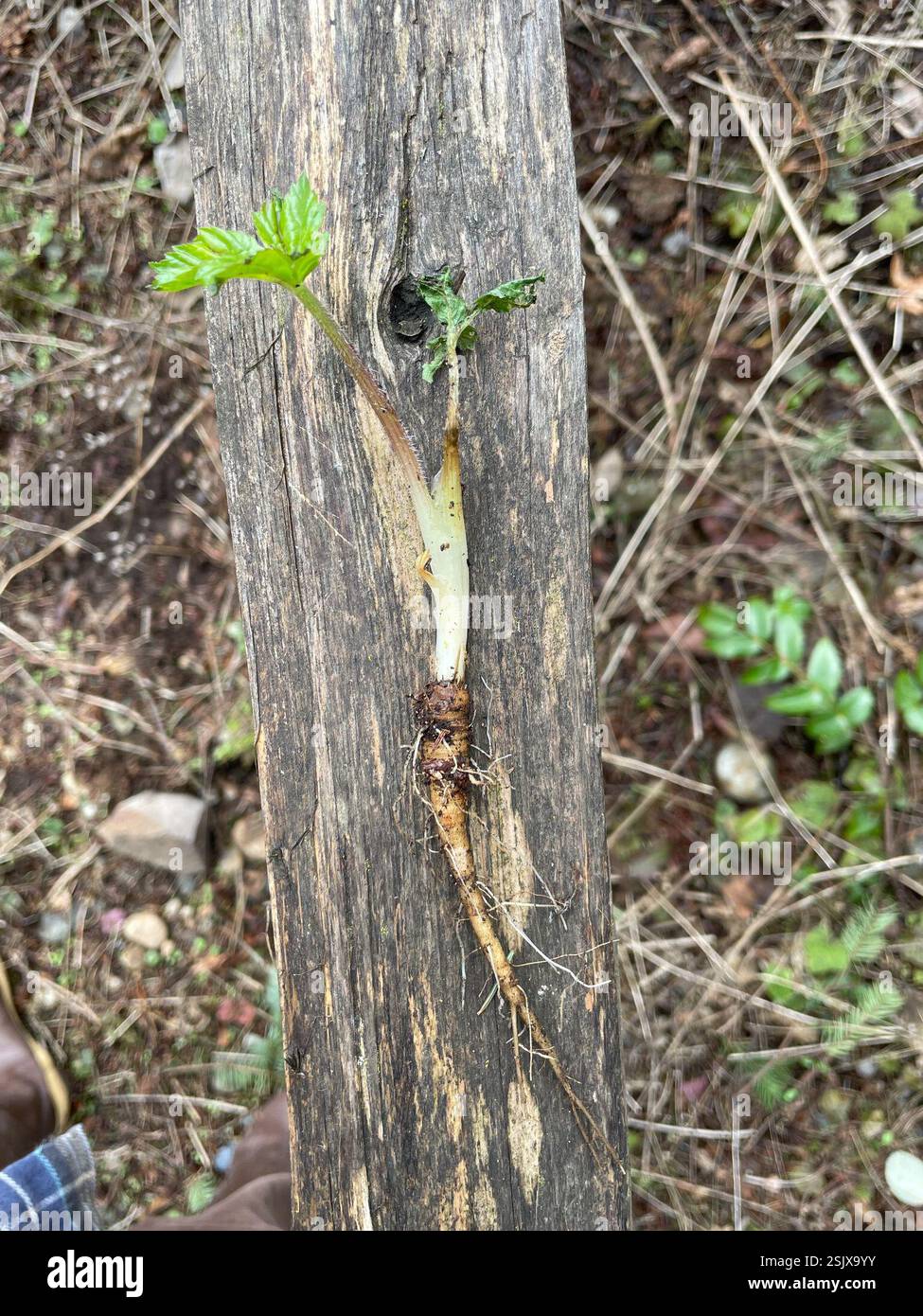 Giant Hogweed (Heracleum mantegazzianum), Plantae, King County, US-WA ...