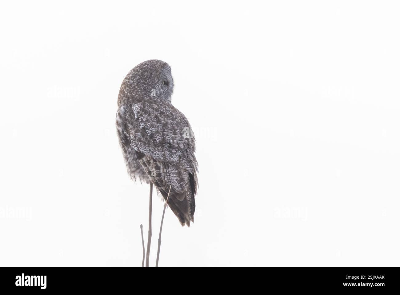 The great grey owl (Strix nebulosa) in winter Stock Photo - Alamy