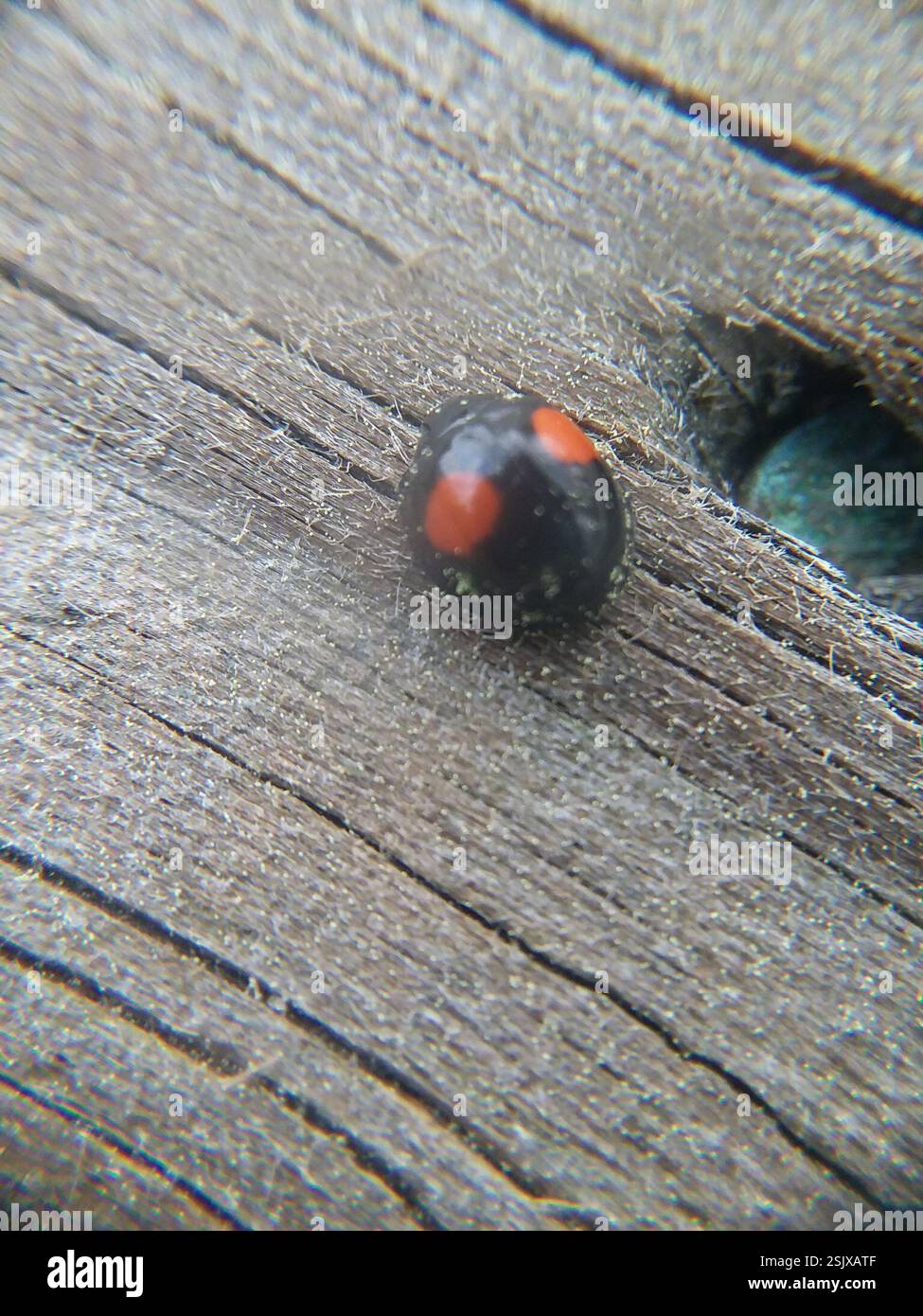 Cactus Lady Beetle (Chilocorus cacti), Insecta, Windsor Forest ...