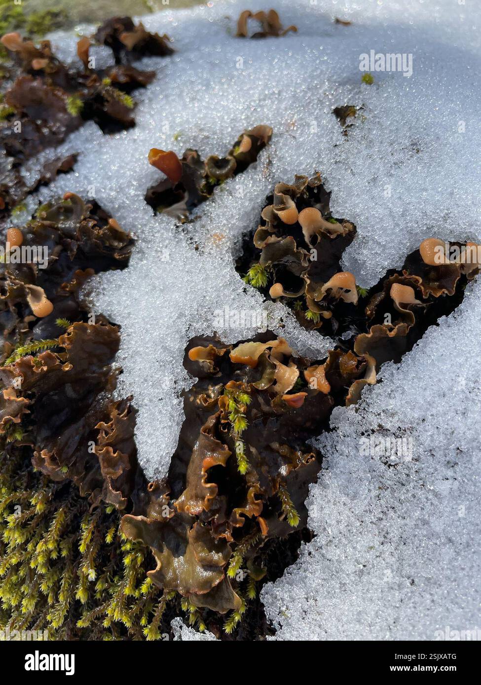 many-fruited pelt lichen (Peltigera polydactylon), Fungi, MacGregor ...