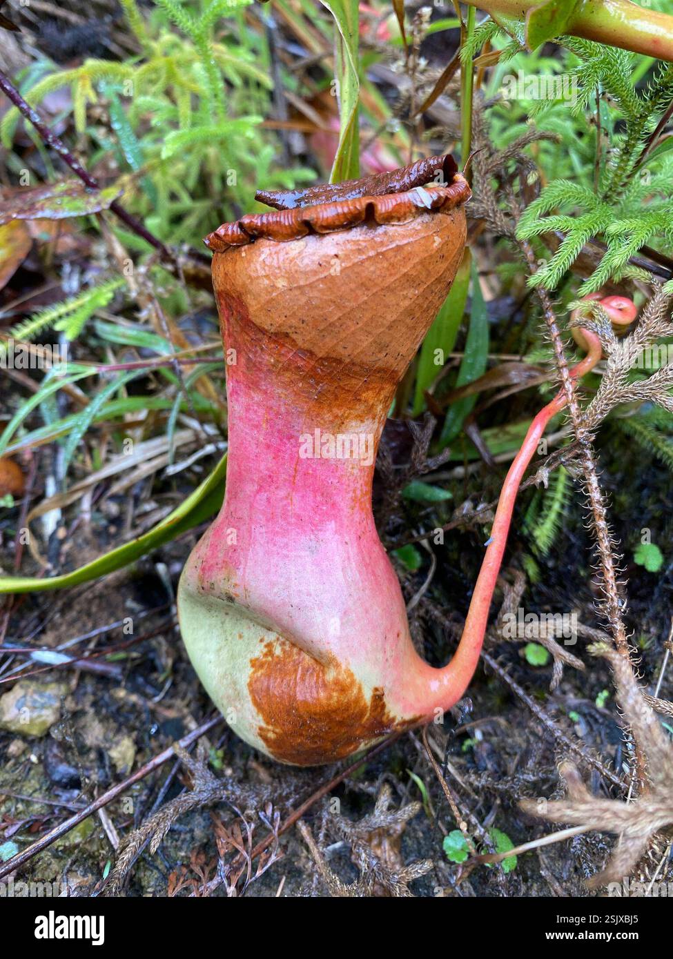 (Nepenthes ventricosa), Plantae, Philippines, Pitchers iPhone width and ...
