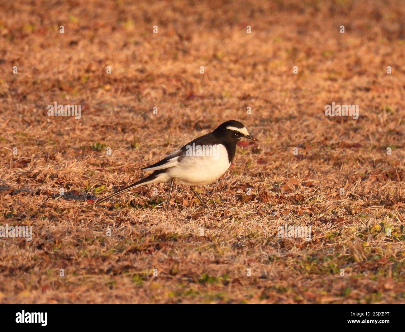 Japanese Wagtail (Motacilla grandis), Aves, Japan Stock Photo - Alamy