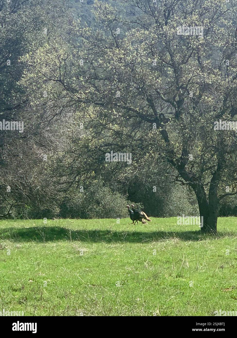 Wild Turkey (Meleagris gallopavo), Aves, Hidden Falls Regional Park ...
