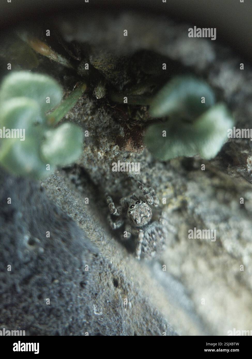 Downy jumping spider (Attulus pubescens), Arachnida, Clapton, London ...