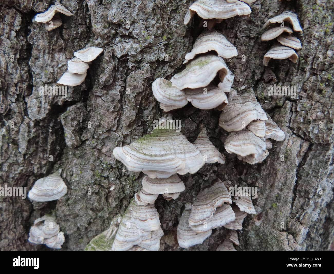 (Trichaptum), Fungi, Devil's Lake State Park, Devils Lake, Sauk ...