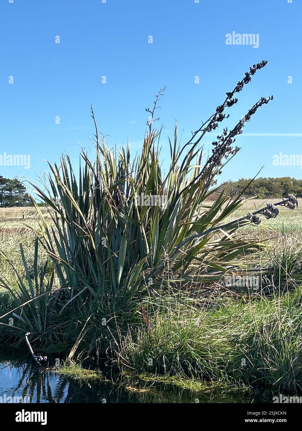 New Zealand flax (Phormium tenax), Plantae, Te Waipounamu/South Island ...