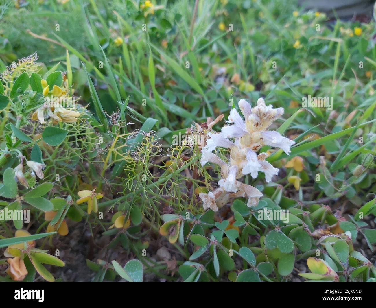 broomrape family (Orobanchaceae), Plantae, X96W+RG9, Mellieħa, Malta ...