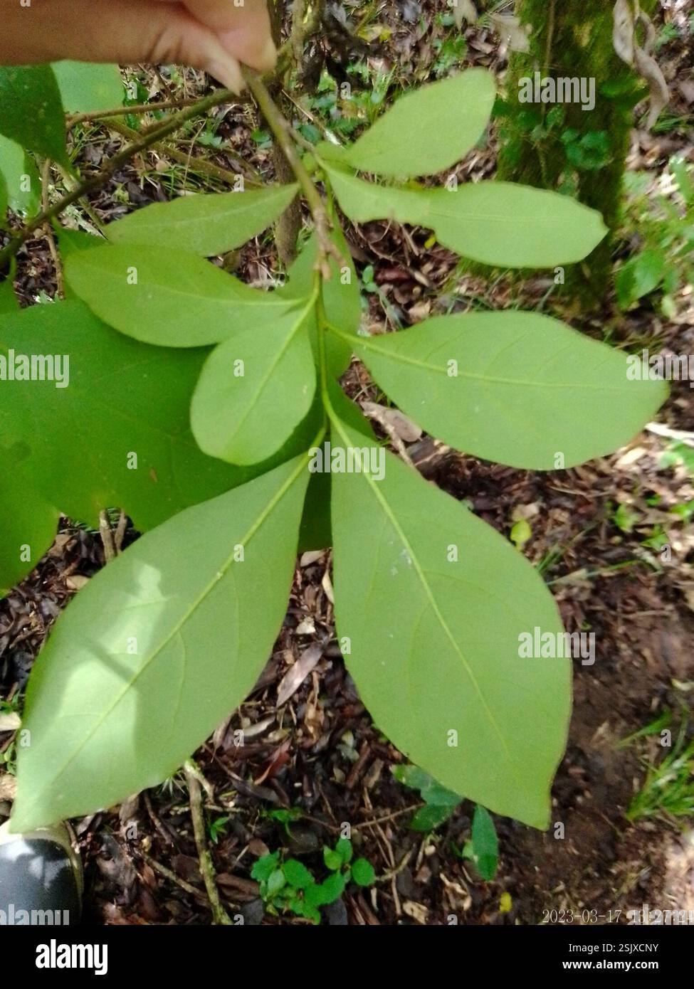 southern raintree (Brunfelsia australis), Plantae, 37000 Departamento ...