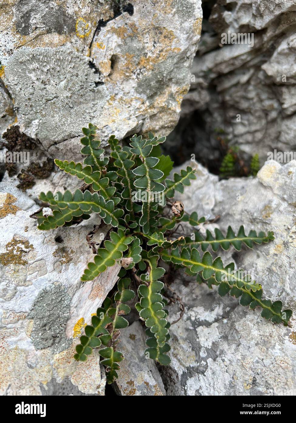 Rustyback (Asplenium ceterach), Plantae, Grude, Federacija Bosne i ...