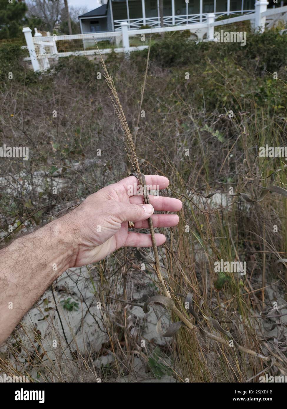 Bitter Panicgrass (Panicum amarum), Plantae, Charleston, South Carolina ...