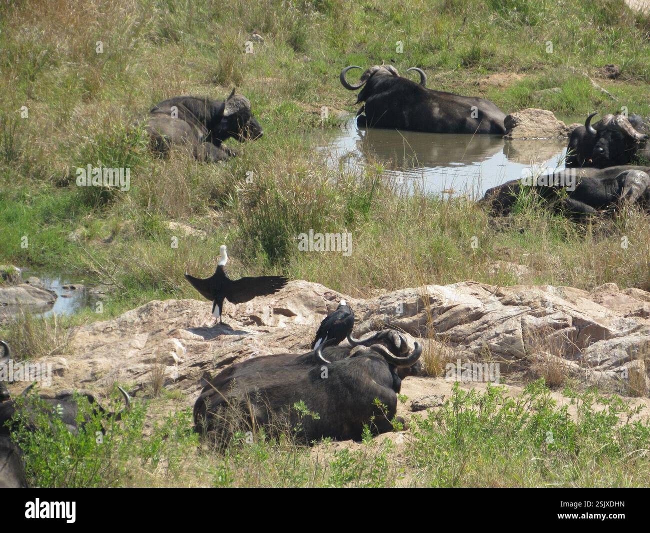 African Woolly-necked Stork (Ciconia microscelis), Aves, H3 between ...