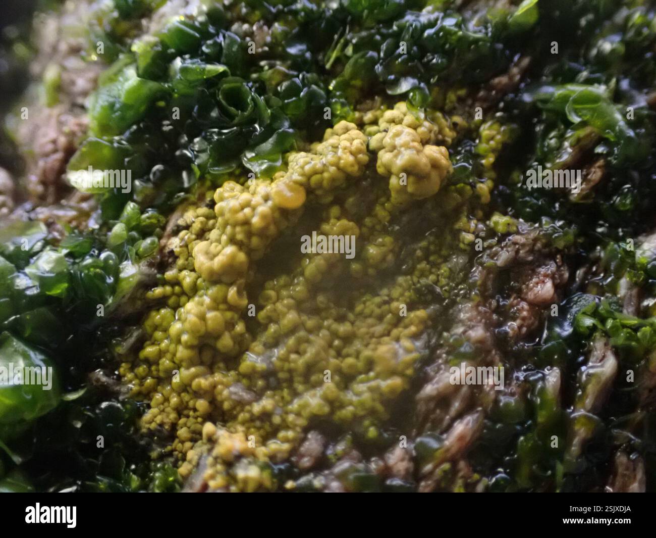 common lichens (Lecanoromycetes), Fungi, Capital, BC, Canada, In the ...