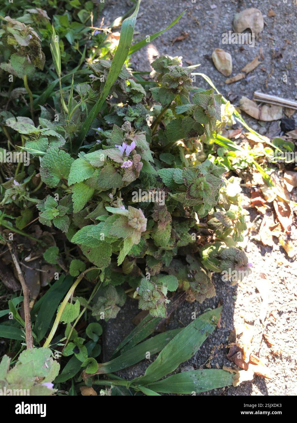 red deadnettle (Lamium purpureum), Plantae, Candler Park Golf Course ...