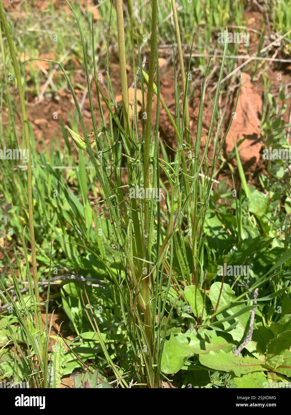 silverpuffs (Uropappus lindleyi), Plantae, Hidden Falls Regional Park ...