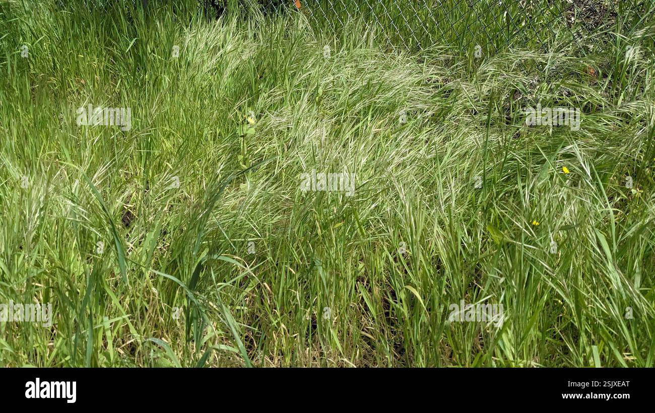 great brome (Bromus diandrus), Plantae, Westwood, Los Angeles, CA, USA ...