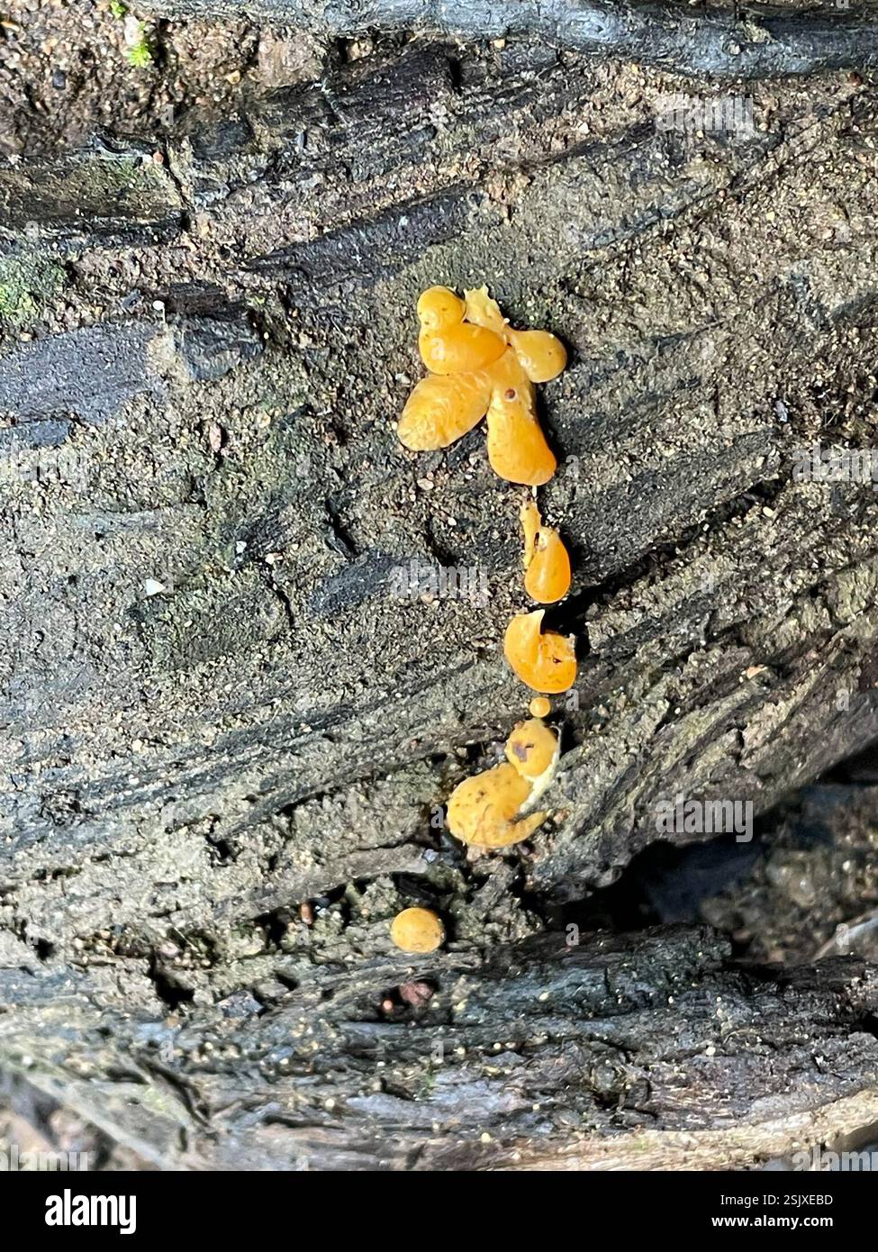 (Dacrymyces), Fungi, Julia Pfeiffer Burns State Park, Big Sur, CA, US ...