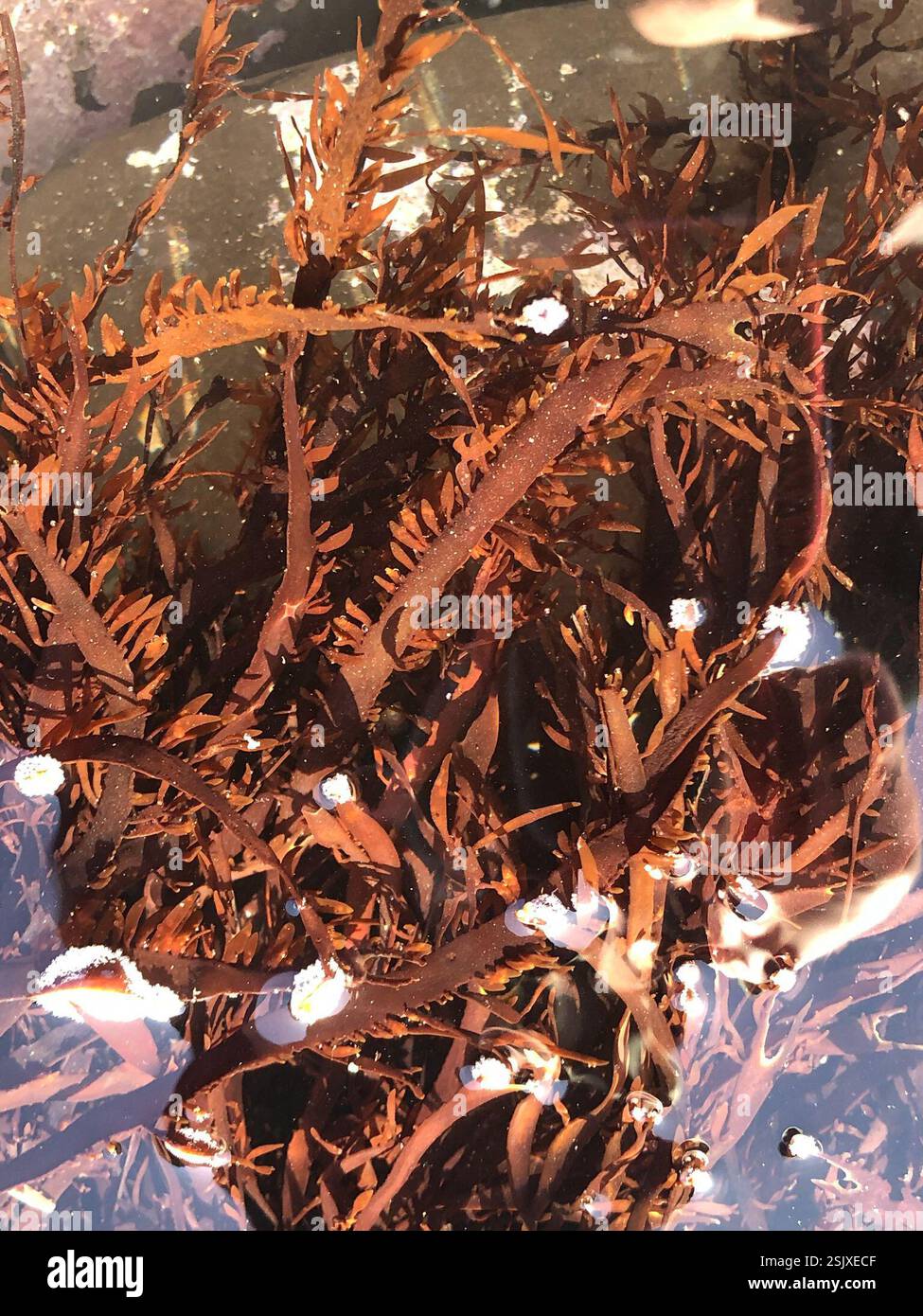 (Prionitis lanceolata), Plantae, San Mateo, Golden Gate National ...