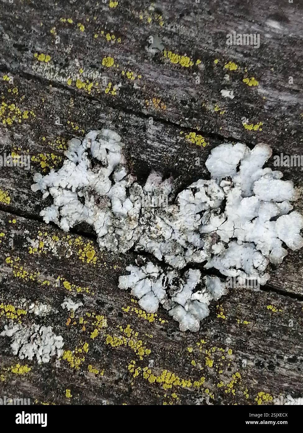 shield lichens (Parmelia), Fungi, Октябрьский, Иркутская обл., Россия ...