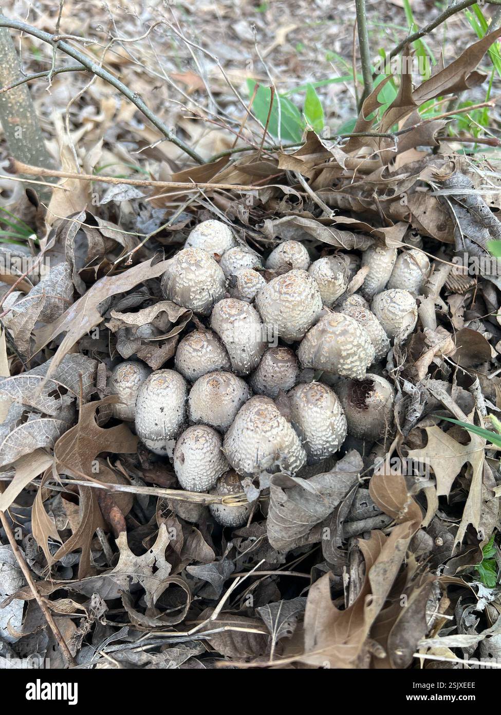 scaly ink cap (Coprinopsis variegata), Fungi, Virginia Pkwy, McKinney ...