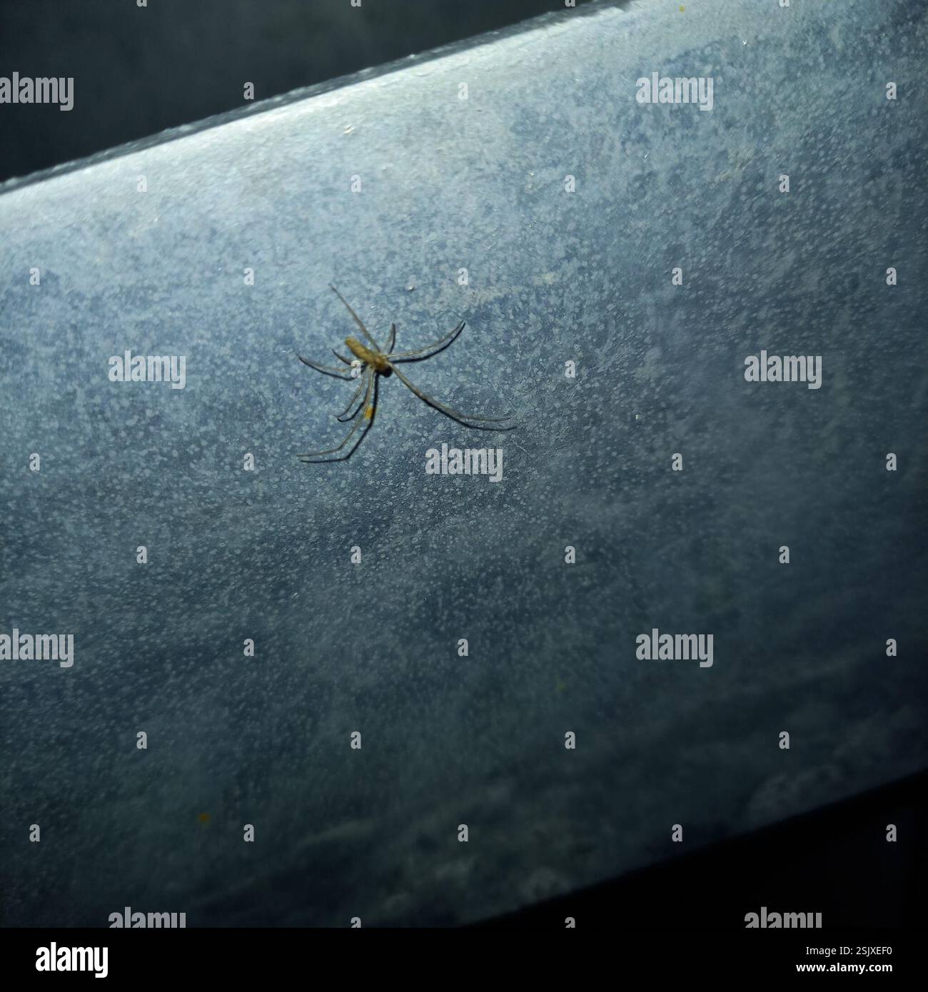 Common Stretch Spider (Tetragnatha extensa), Arachnida, Podunajské ...