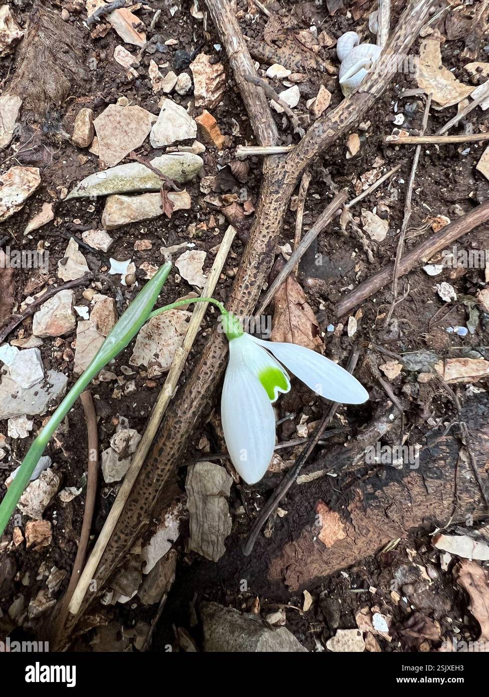 snowdrops (Galanthus), Plantae, Grude, Federacija Bosne i Hercegovine ...