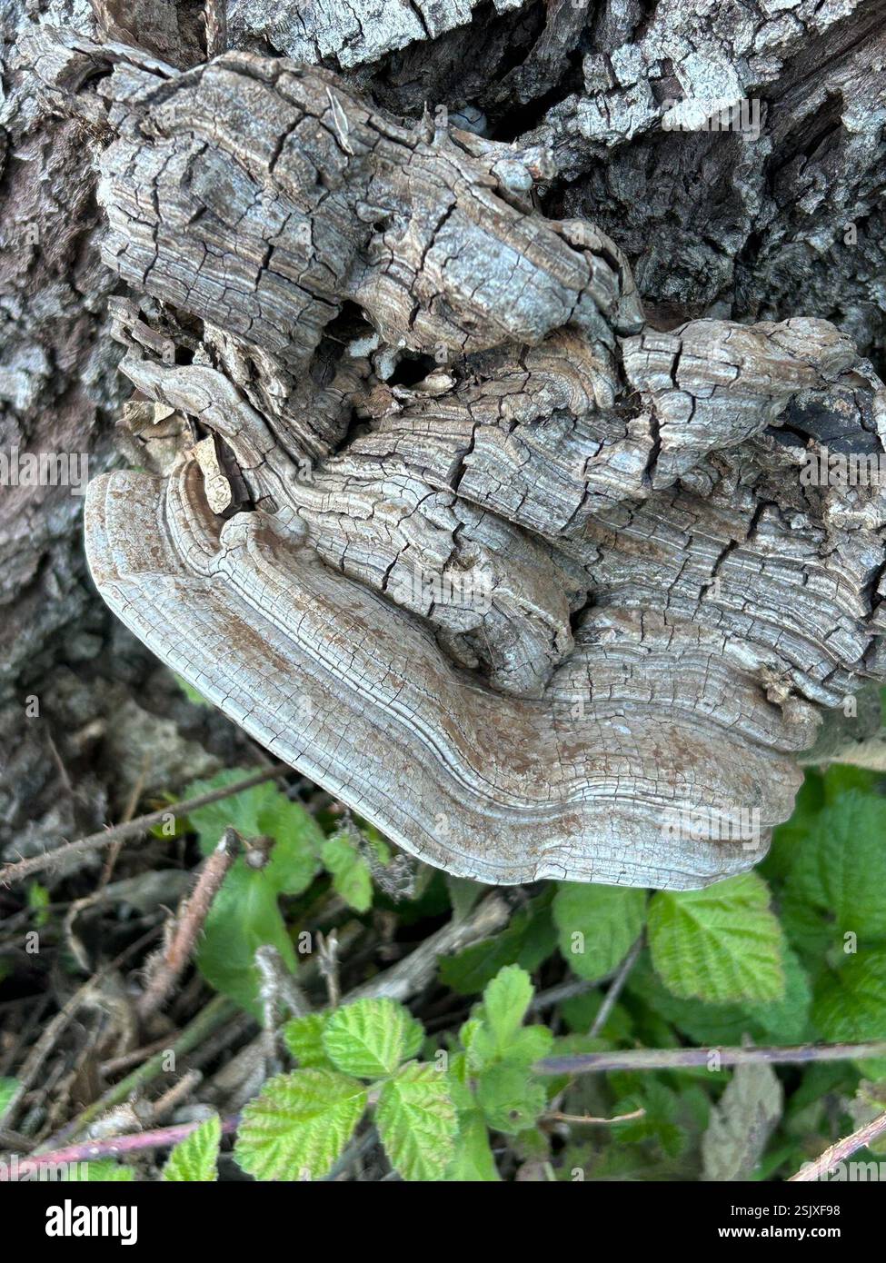 Artist's Conk (Ganoderma brownii), Fungi, Monaña de Oro State Park, Los ...