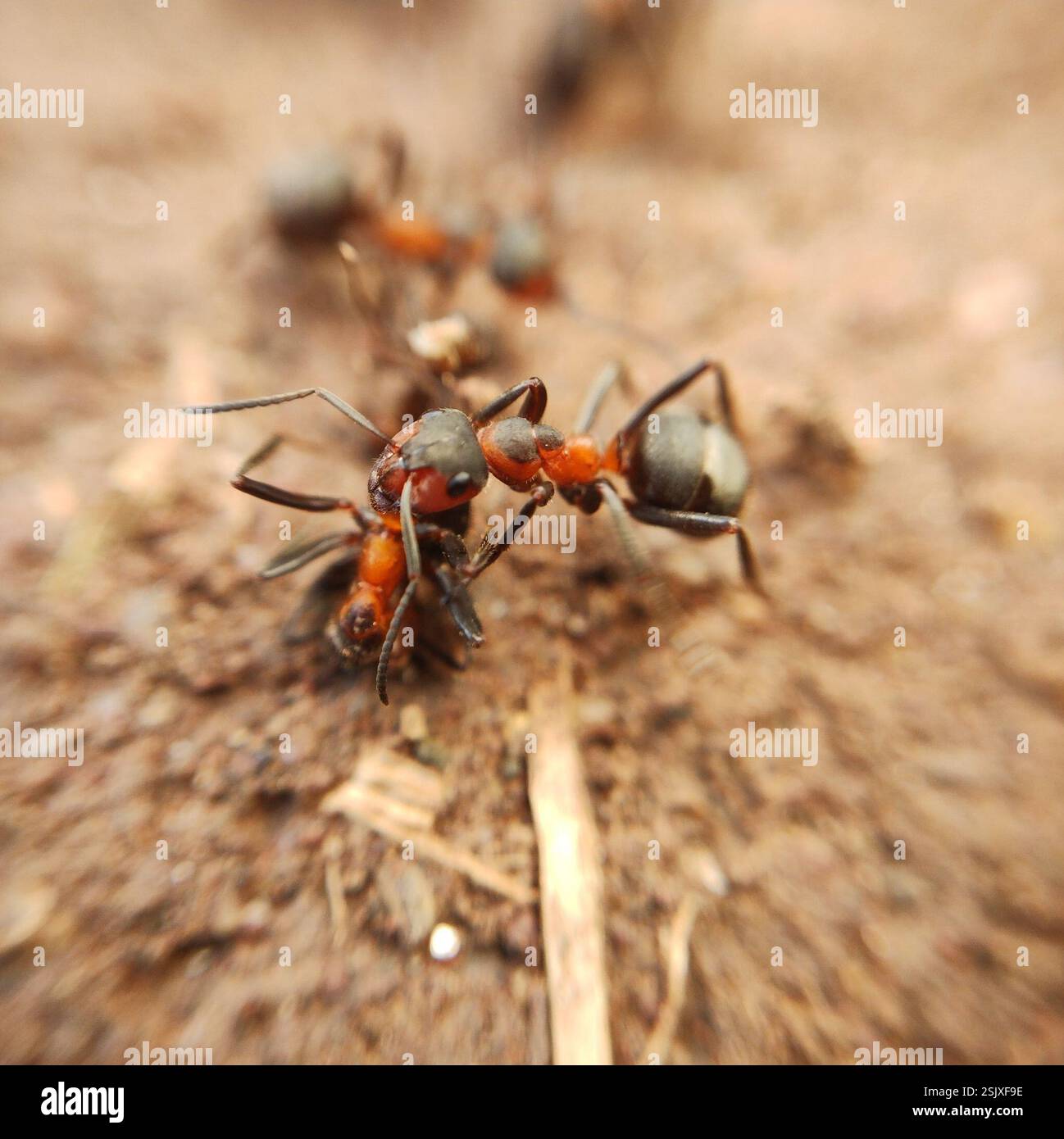 Black-backed meadow ant (Formica pratensis), Insecta, 1756 Sofia ...