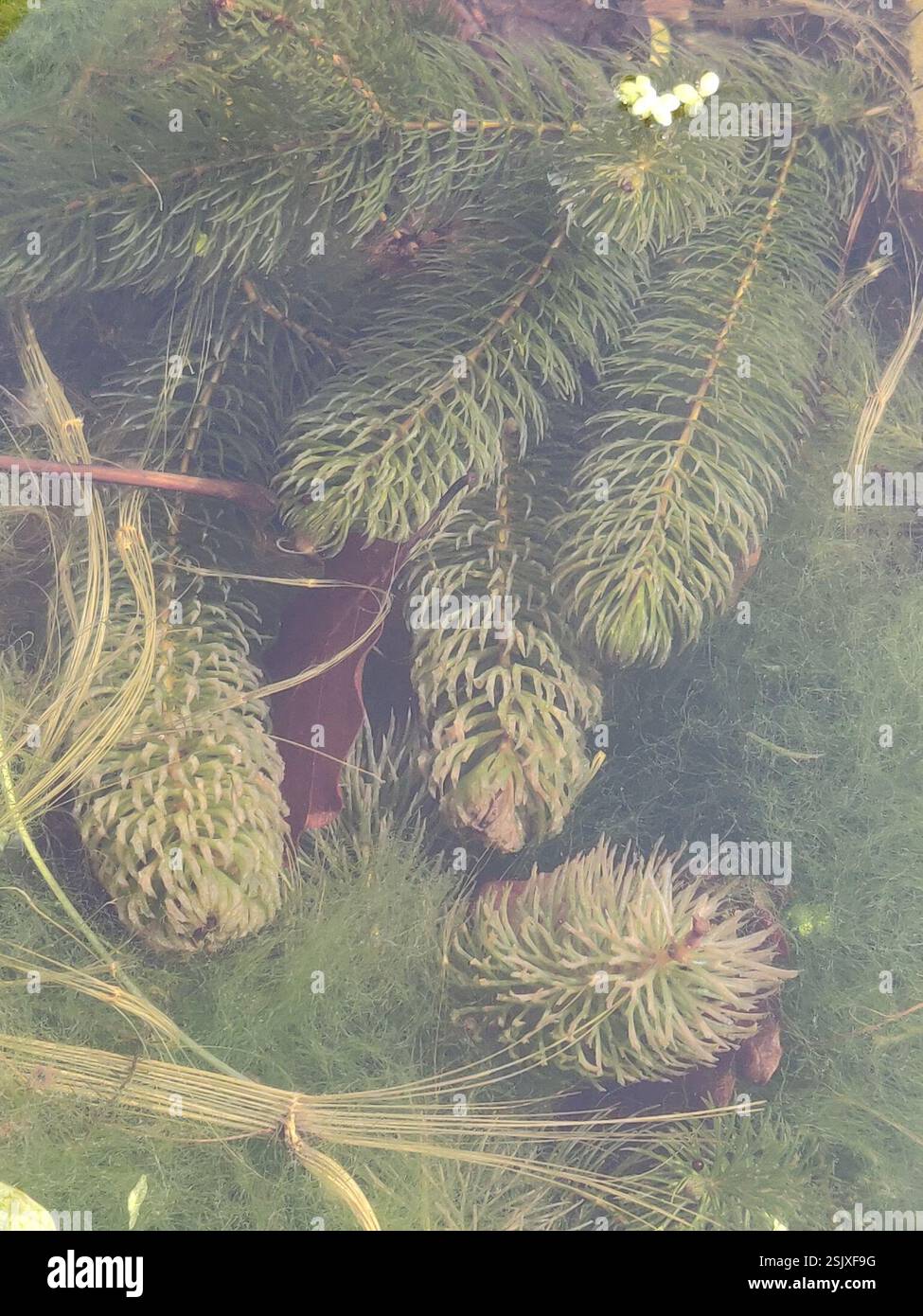 coontail (Ceratophyllum demersum), Plantae, Carlisle Cricket Club ...