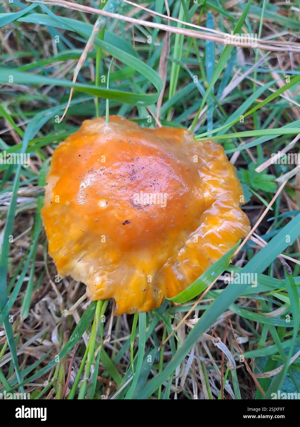 Fly Agaric (Amanita muscaria), Fungi, Oreti Beach 9879, New Zealand ...