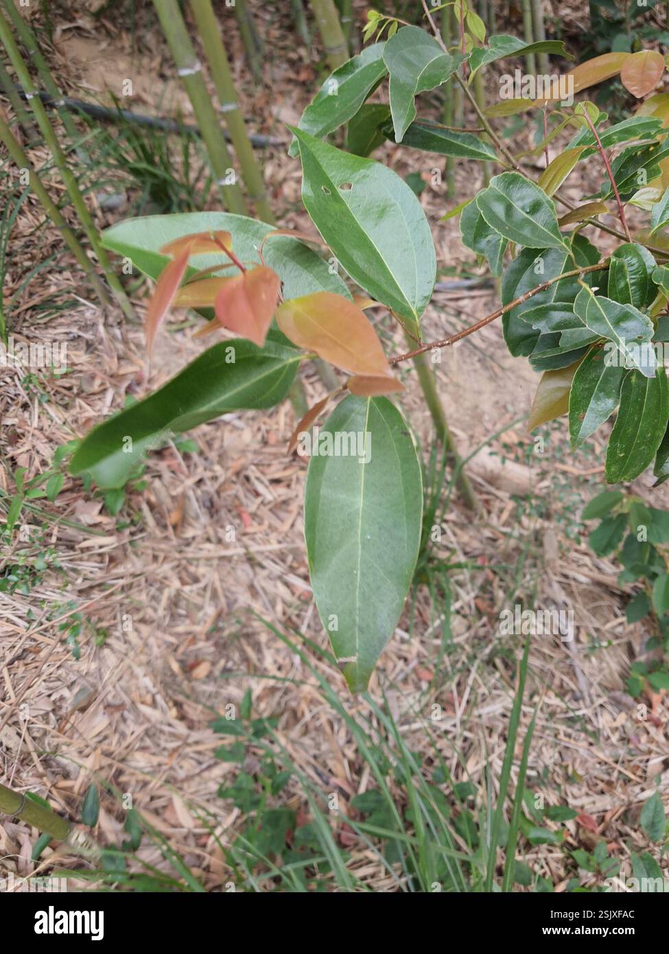 Cinnamon tree (Cinnamomum burmanni), Plantae, 315台灣新竹縣峨眉鄉湖光村 Stock ...