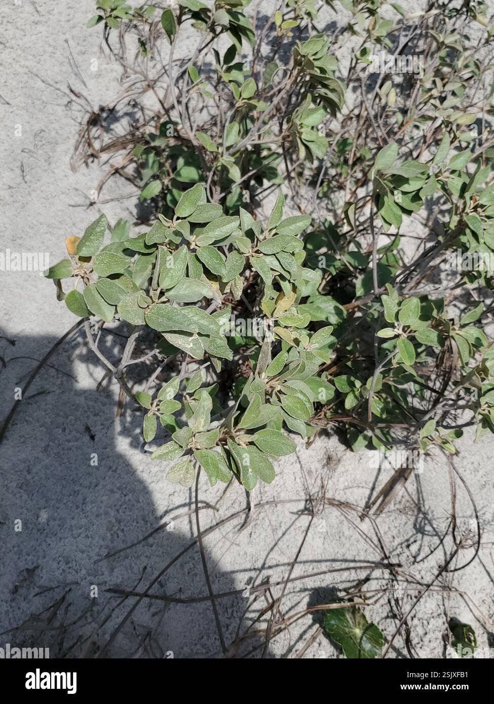 Beach Croton (Croton punctatus), Plantae, Fort Sumter National Monument ...
