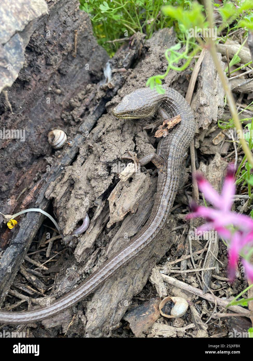 California Alligator Lizard (Elgaria multicarinata multicarinata ...