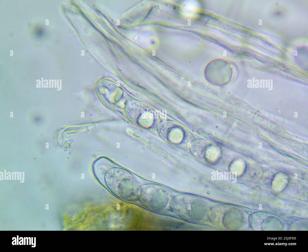 (Geopora foliacea), Fungi, Sándorfalva, 6762 Magyarország Stock Photo ...