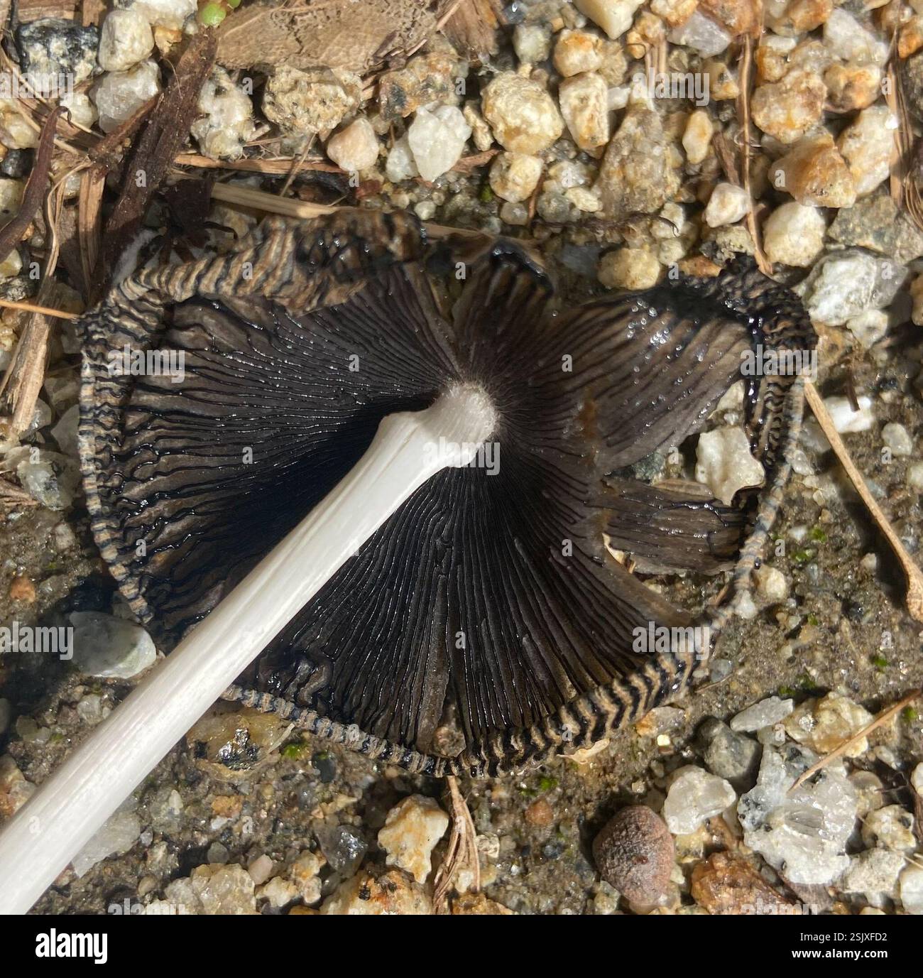 Brittlestems and Allies (Psathyrellaceae), Fungi, Waterfront Dr, Los ...