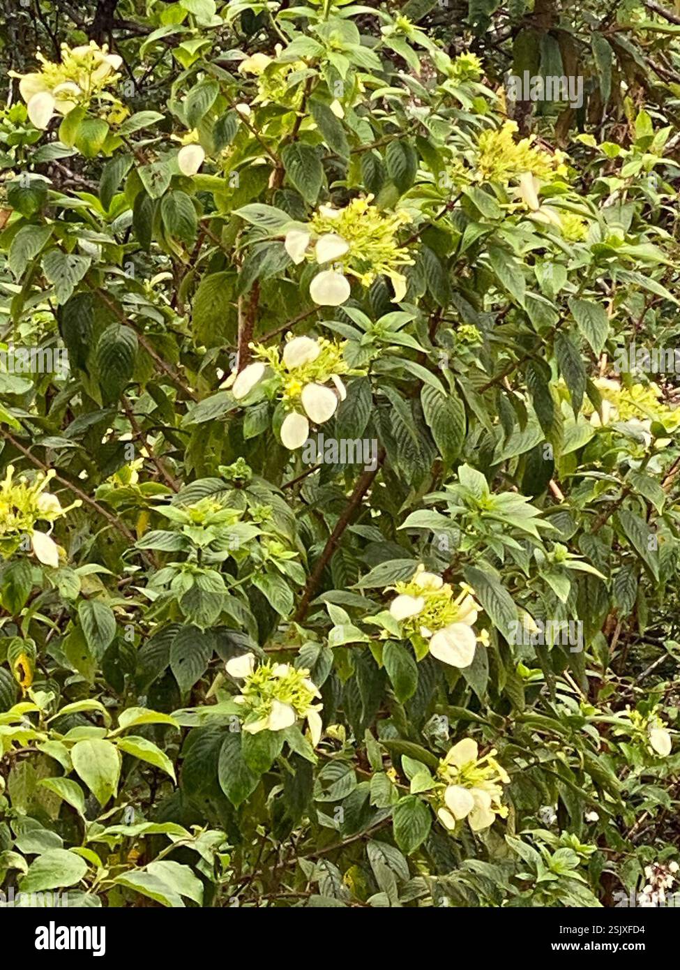 dicots (Magnoliopsida), Plantae, Luzon, Hungduan, Ifugao, PH Stock ...