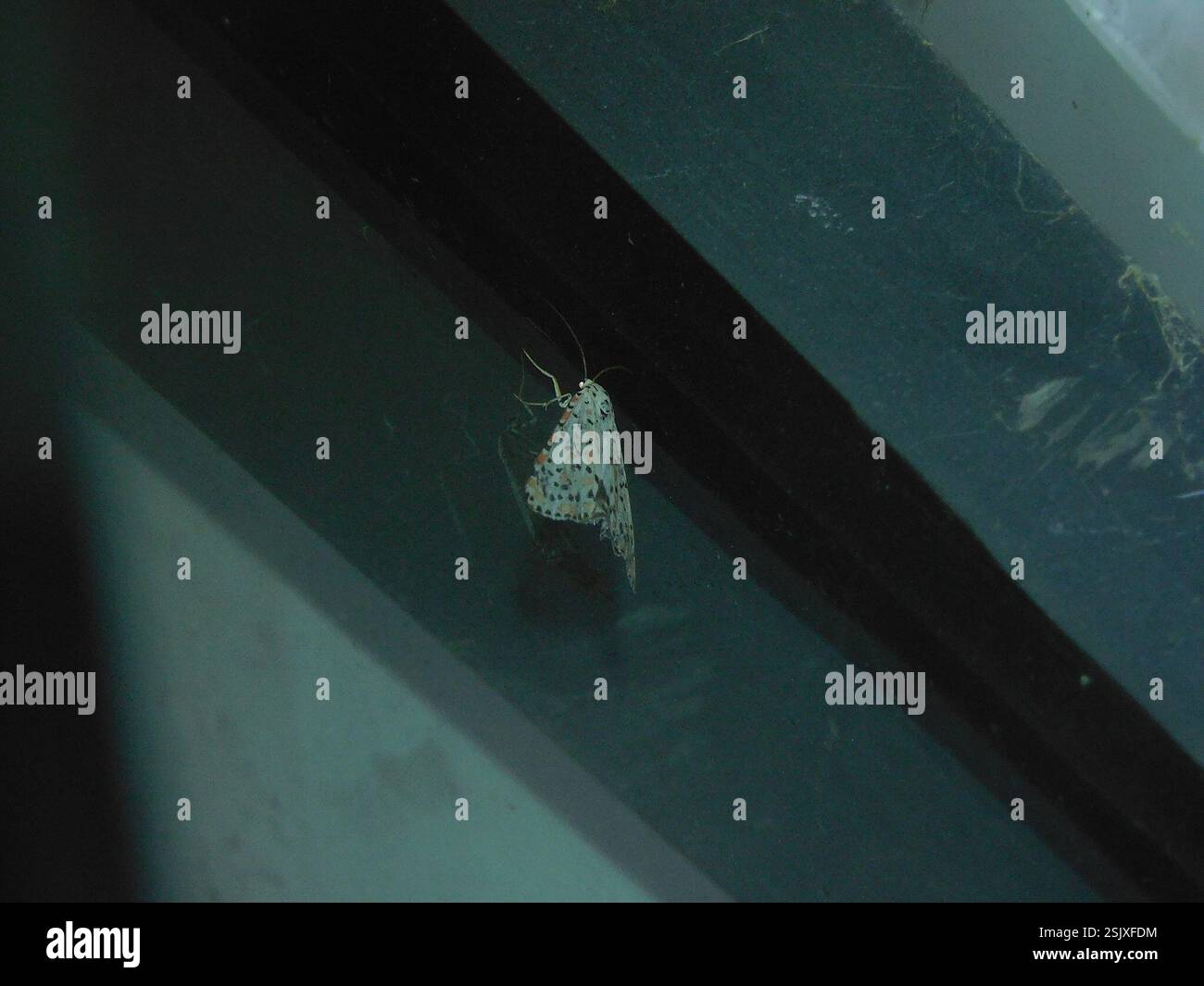 Heliotrope Moth (Utetheisa pulchelloides), Insecta, Hobart TAS ...