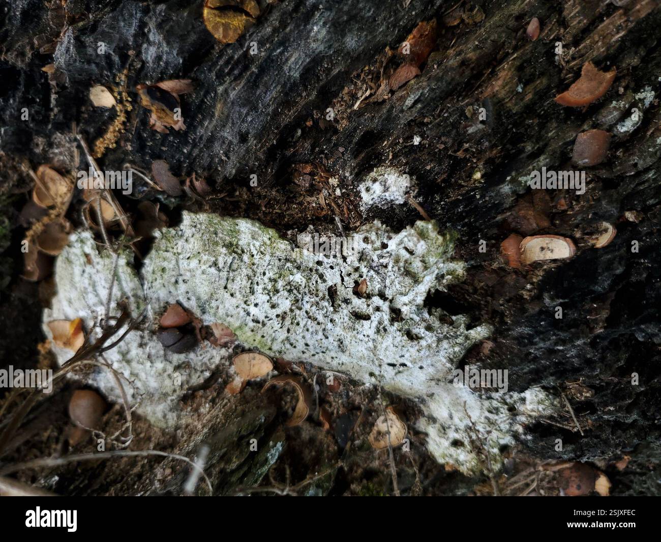 shelf fungi (Polyporales), Fungi, Alachua, Florida, United States Stock ...