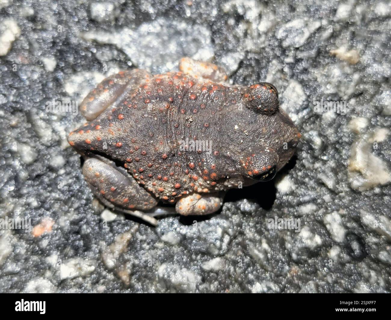 Eastern Spadefoot (Scaphiopus holbrookii), Amphibia, United States ...