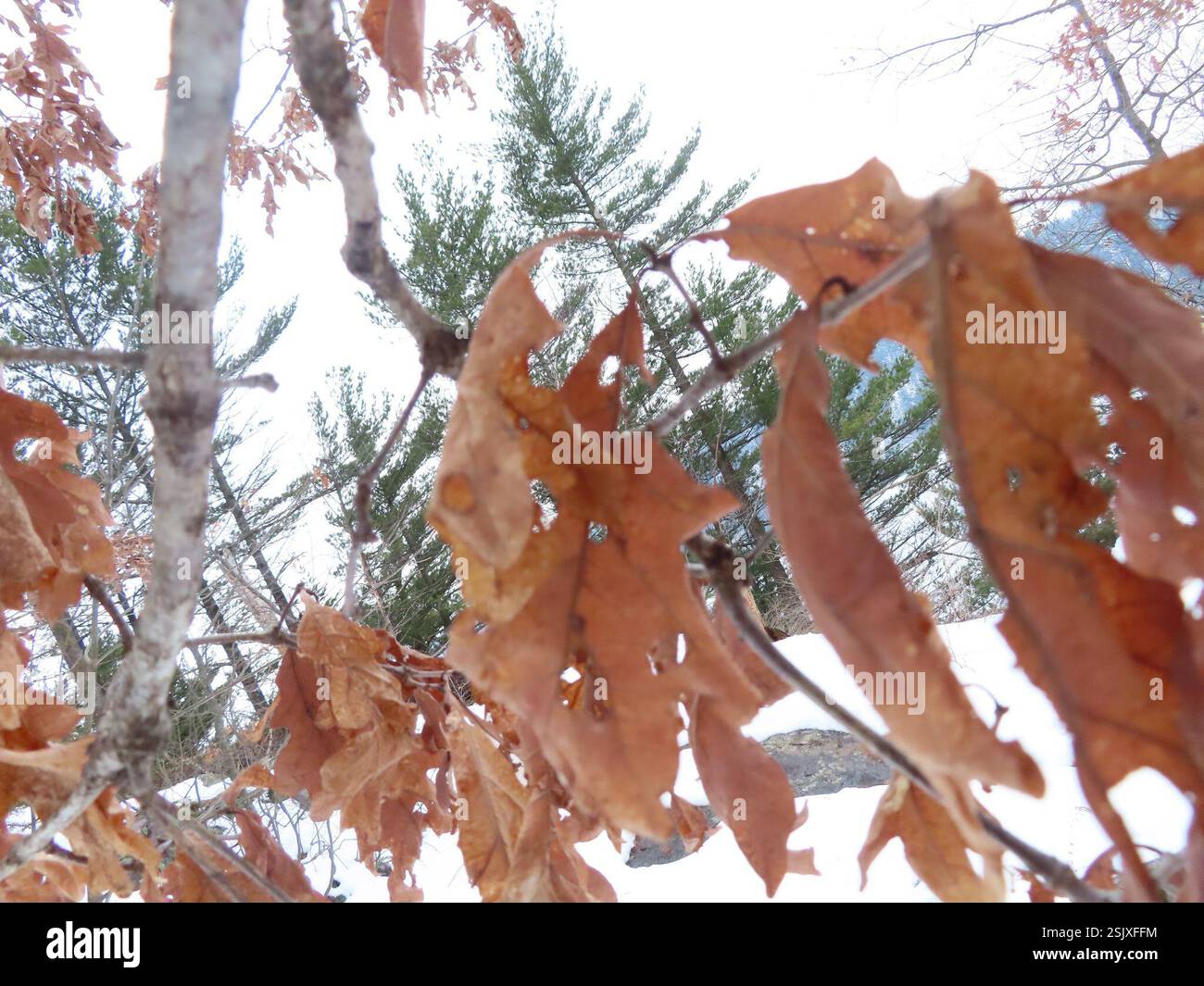white oak (Quercus alba), Plantae, Devil's Lake State Park, Devils Lake ...