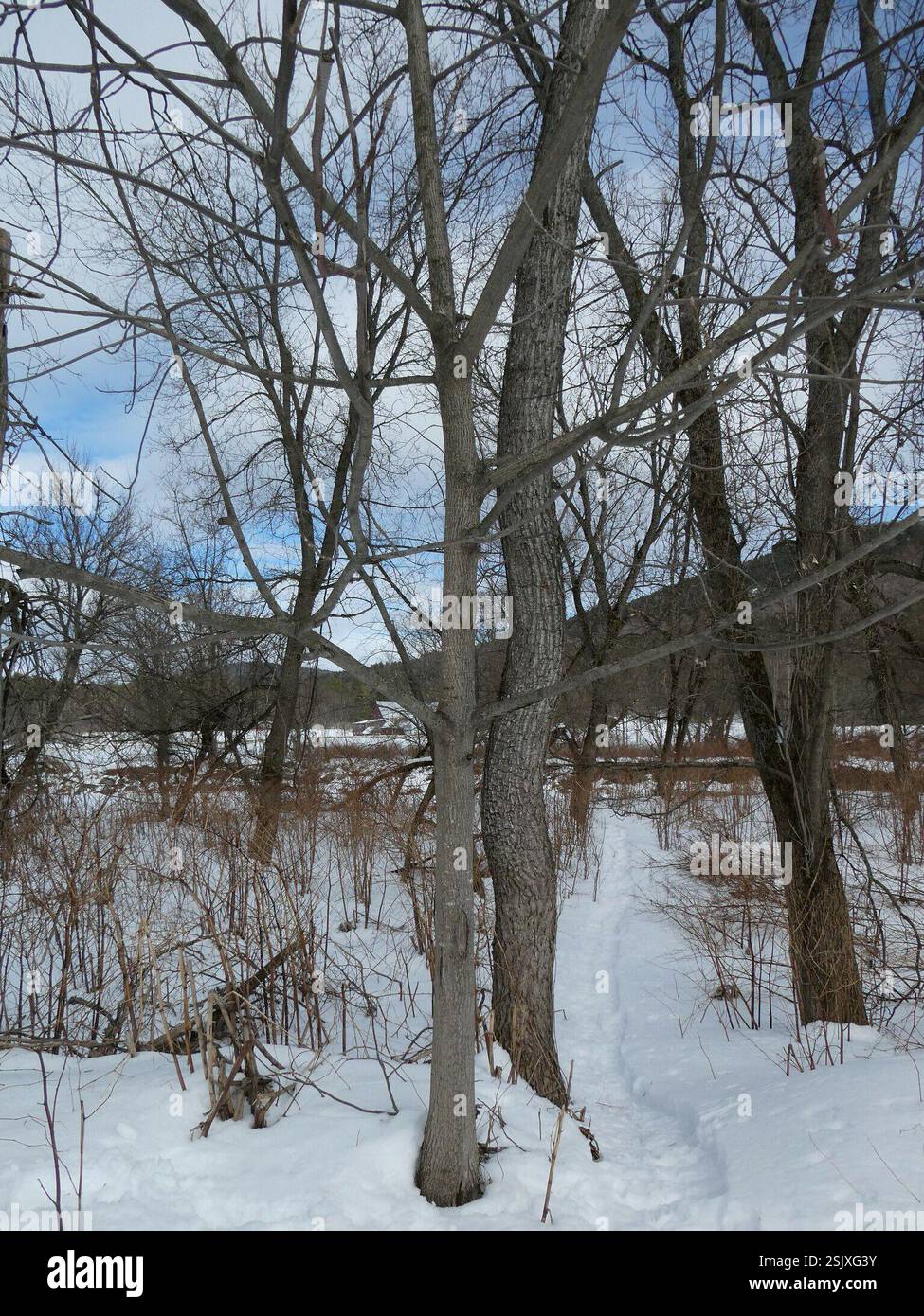 butternut canker (Ophiognomonia clavigignenti-juglandacearum), Fungi ...