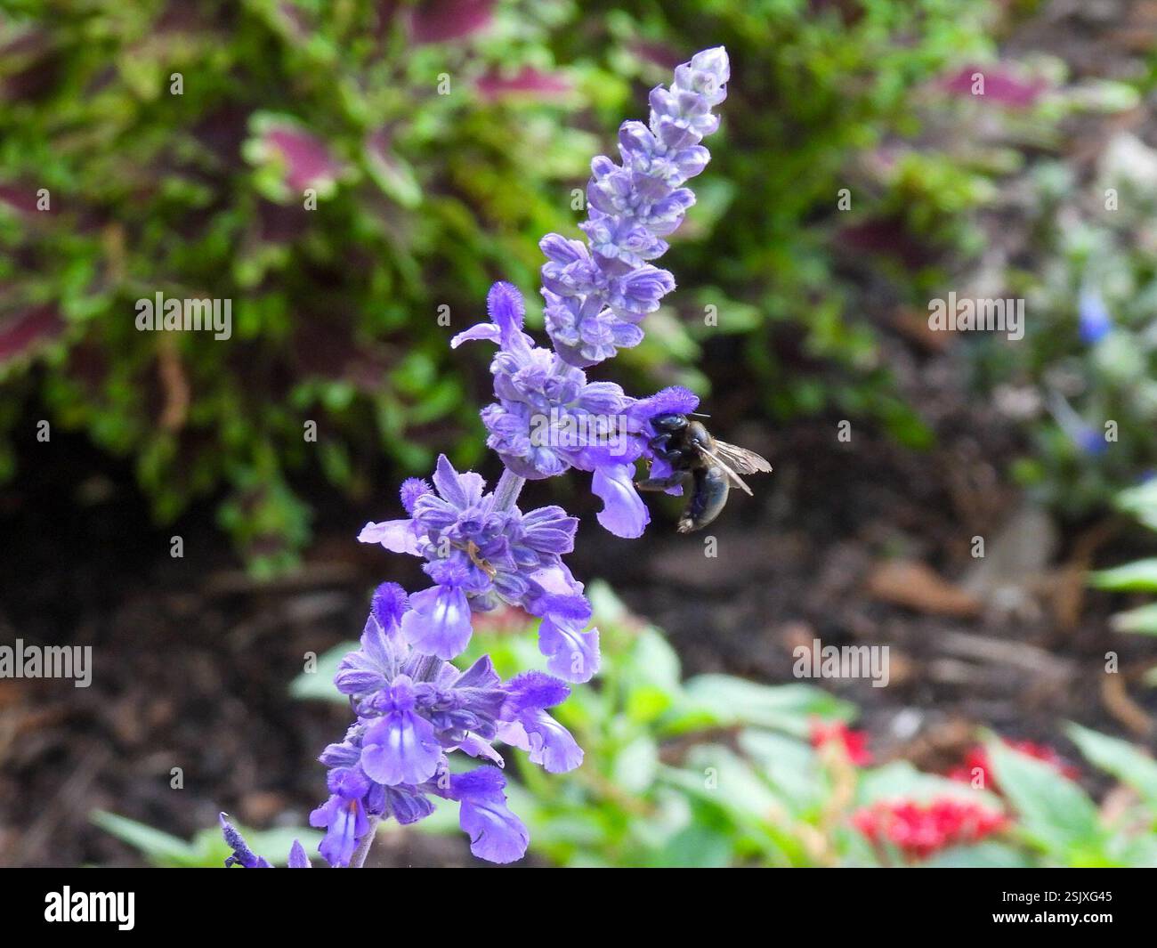 Southern Carpenter Bee (Xylocopa micans), Insecta, Miller Residence ...